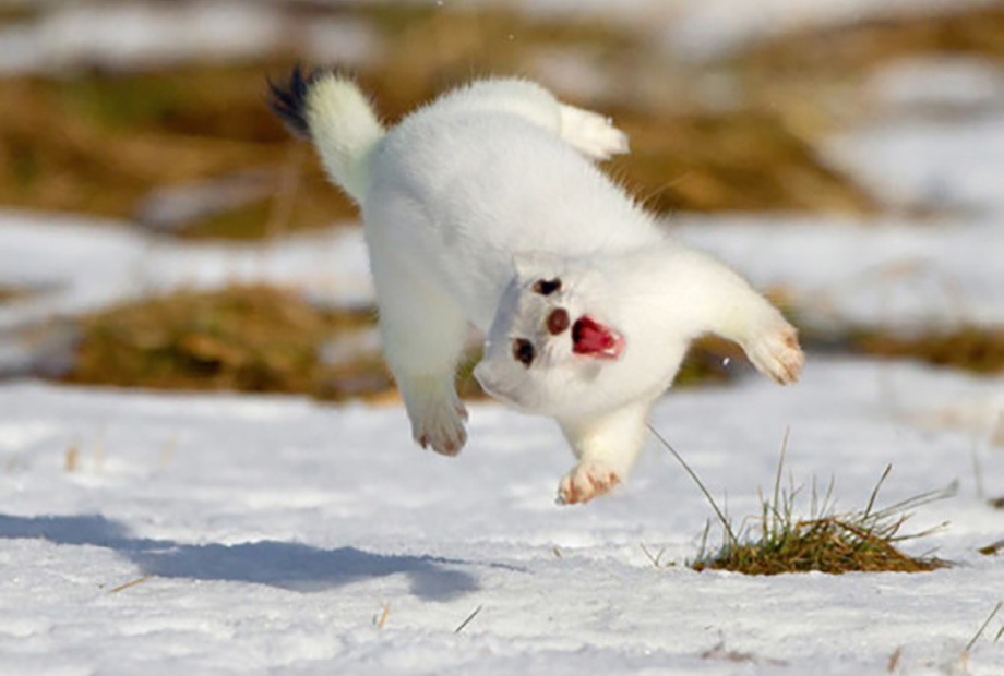 Capítulo 3 | La Pureza del Armiño - JA de Corazón