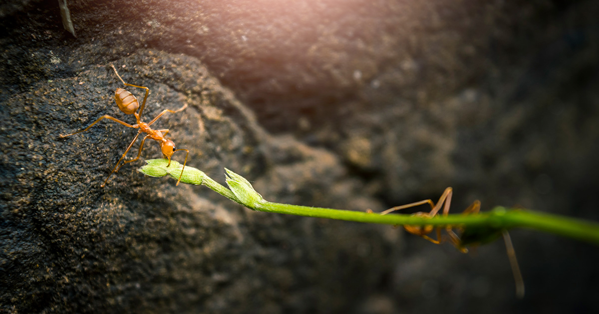 Capítulo 5 | La hormiga y su puente - JA de Corazón